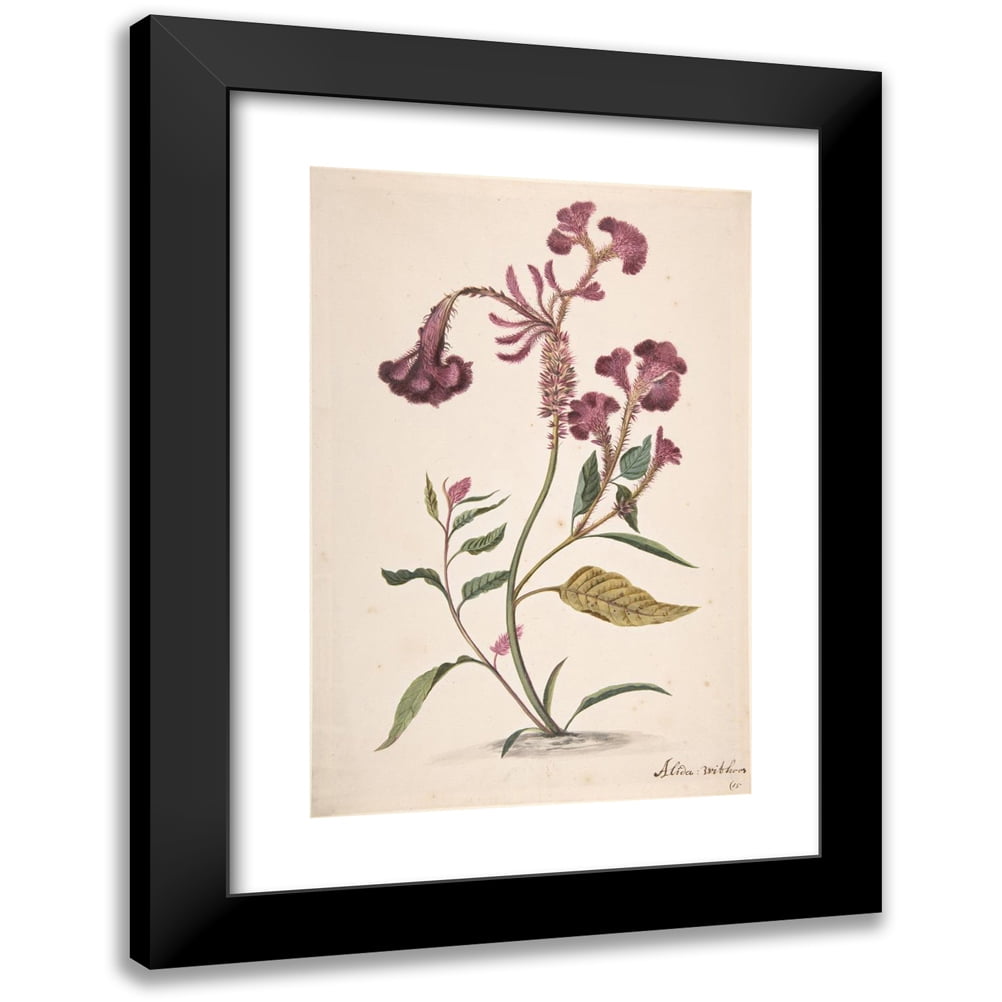 Alida Withoos 17x24 Black Modern Framed Museum Art Print Titled - Study ...