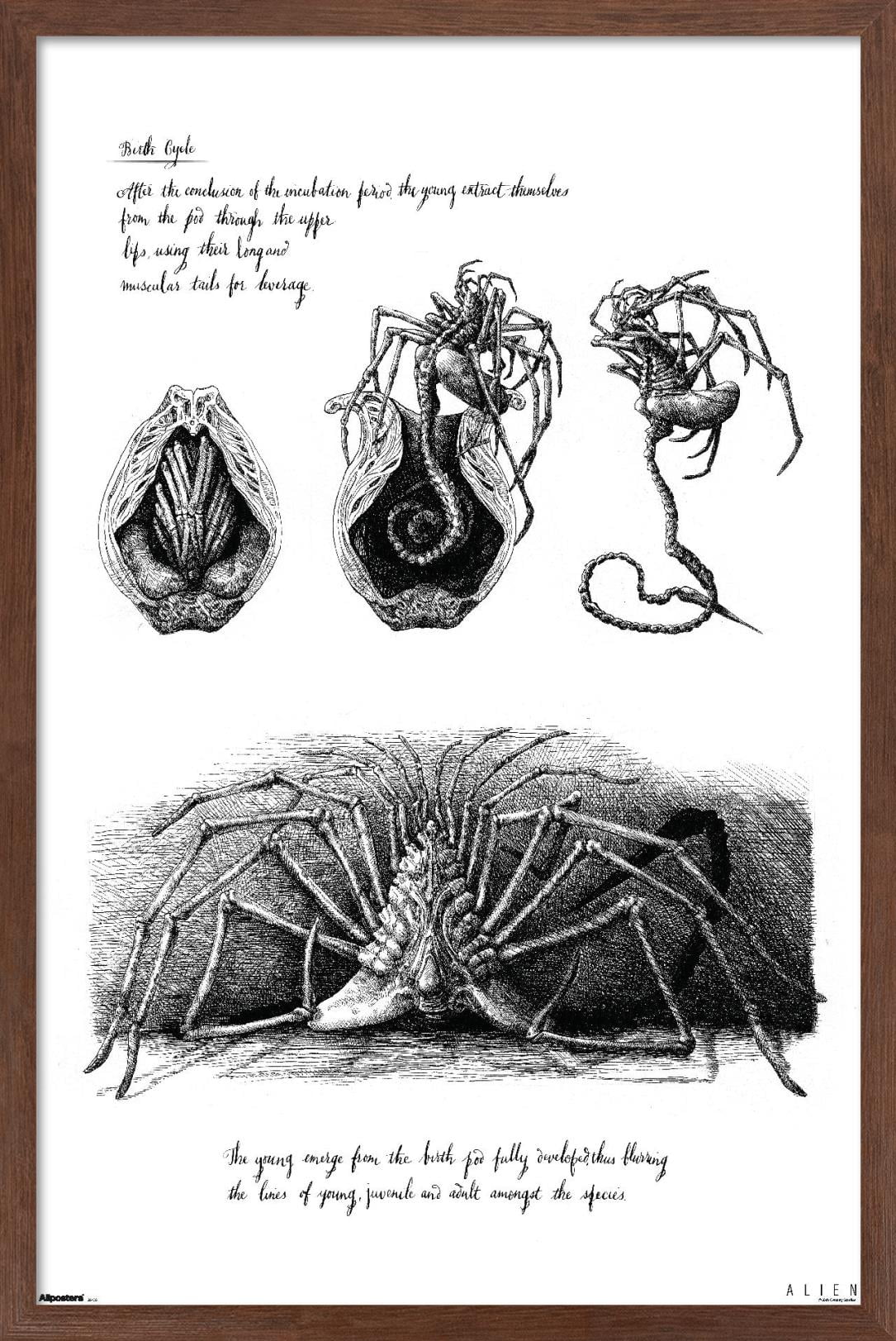 Alien: Covenant - David's Drawing Wall Poster, 14.725" x 22.375" Framed ...