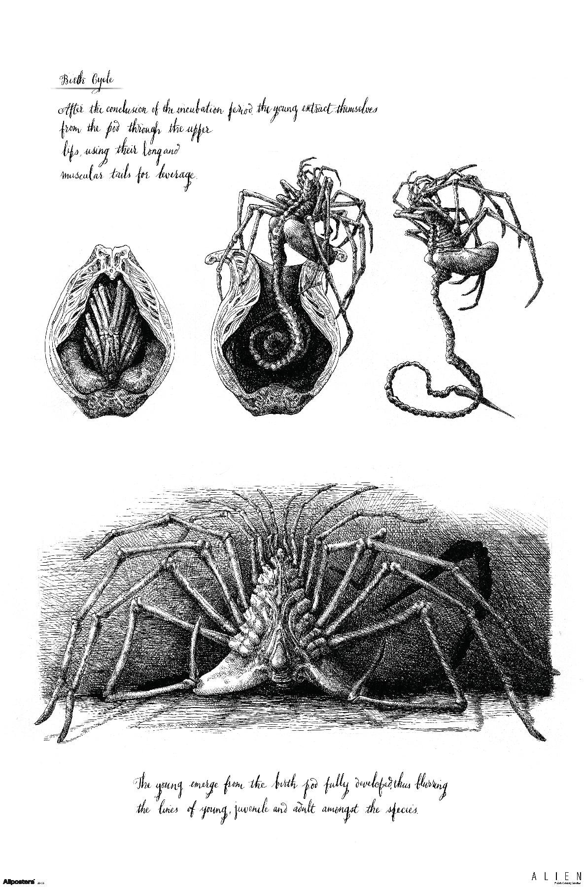 Alien: Covenant - David's Drawing Wall Poster, 14.725" x 22.375 ...
