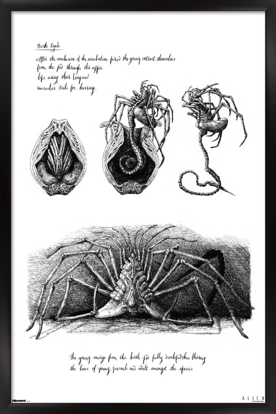 Alien: Covenant - David's Drawing Wall Poster, 22.375" x 34" Framed ...