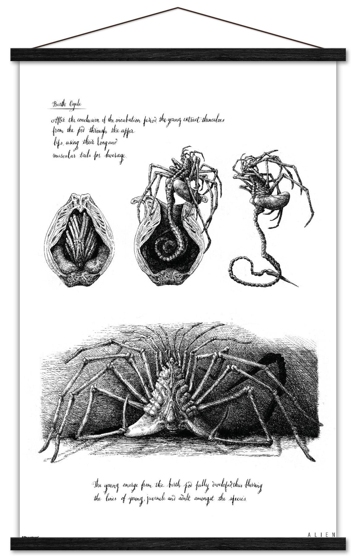 Alien: Covenant - David's Drawing Wall Poster with Magnetic Frame, 22. ...