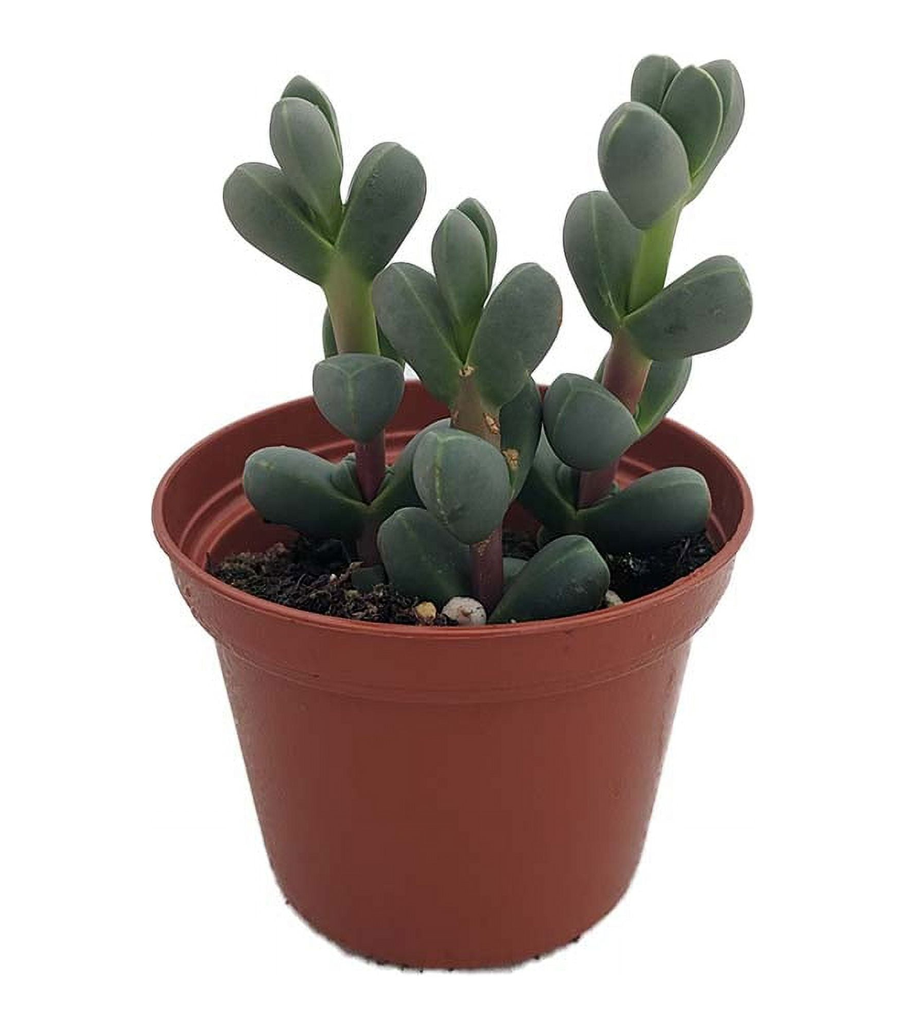 Alien Ice Plant - Delosperma lehmannii - 2.5" Pot - A Real Cool ...