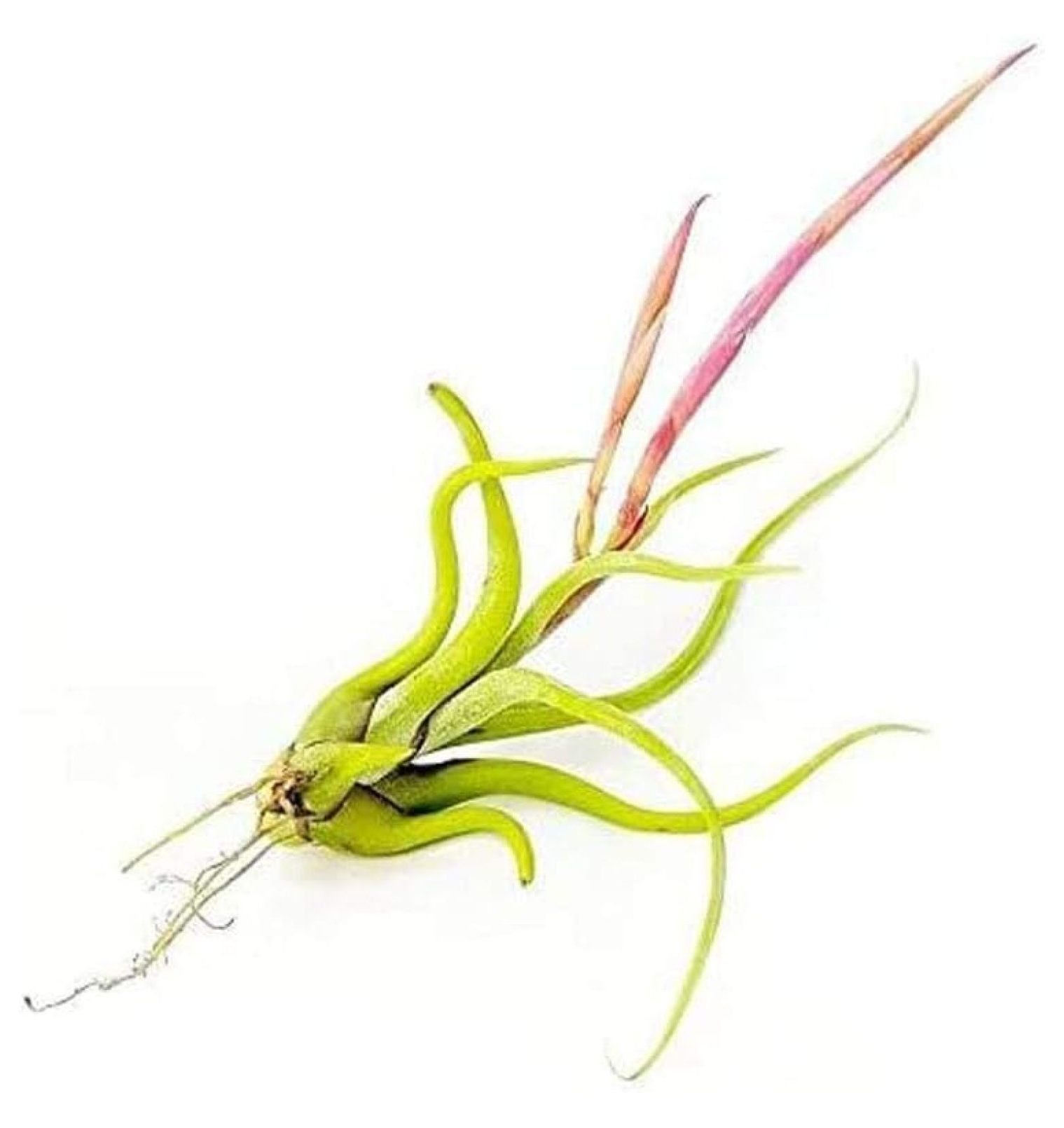 Alieon AIR PLANTS – MEDUSSA LARGE – 10 PACK - air purifying flowering ...