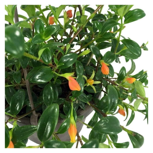 Alieon Goldfish Plant - 6" Hanging Basket - Walmart.com