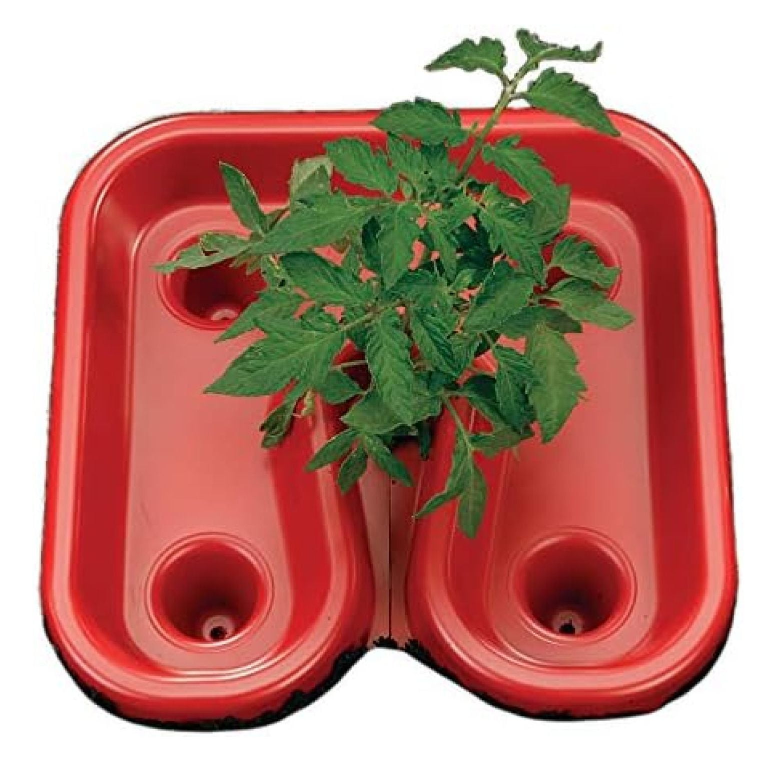 Alieon Red Tomato Automator Tray, All-Purpose Feeder, Waterer, Weeder ...