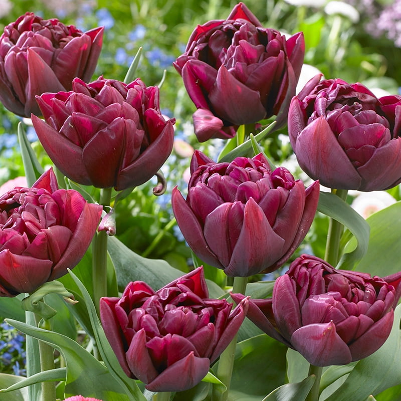 Alison Bradley Double Early Tulip Flower Bulbs - 10 Bulbs per Pack - Good as Cut Flowers - Easy ...