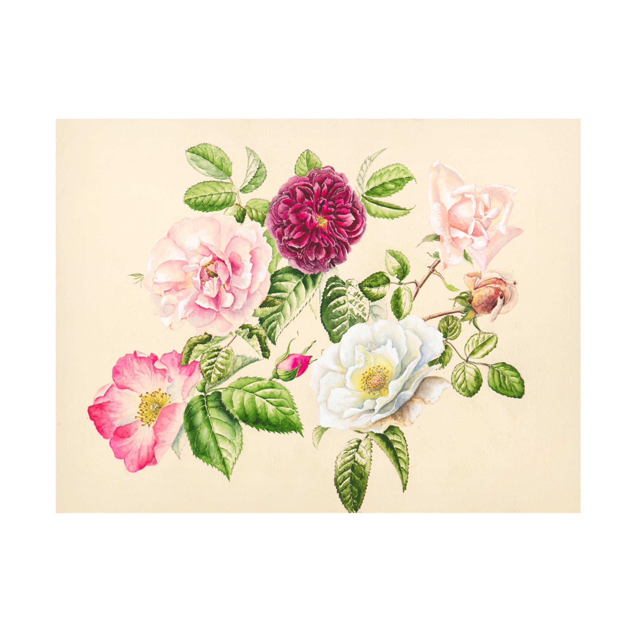 Alison Cooper 'Roses from the Garden, 2020' Canvas Art - 19 x 14 Inches ...