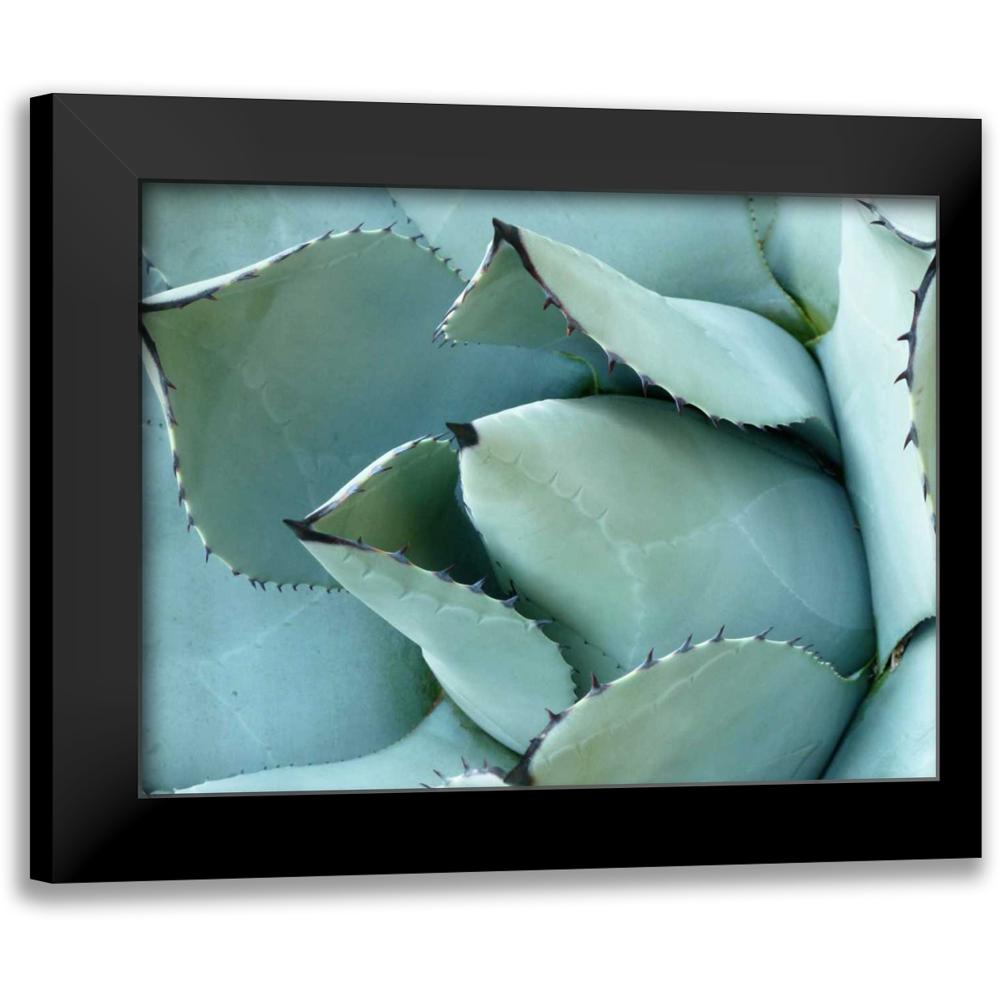 Alison Jerry 18x15 Black Modern Framed Museum Art Print Titled - Agave ...