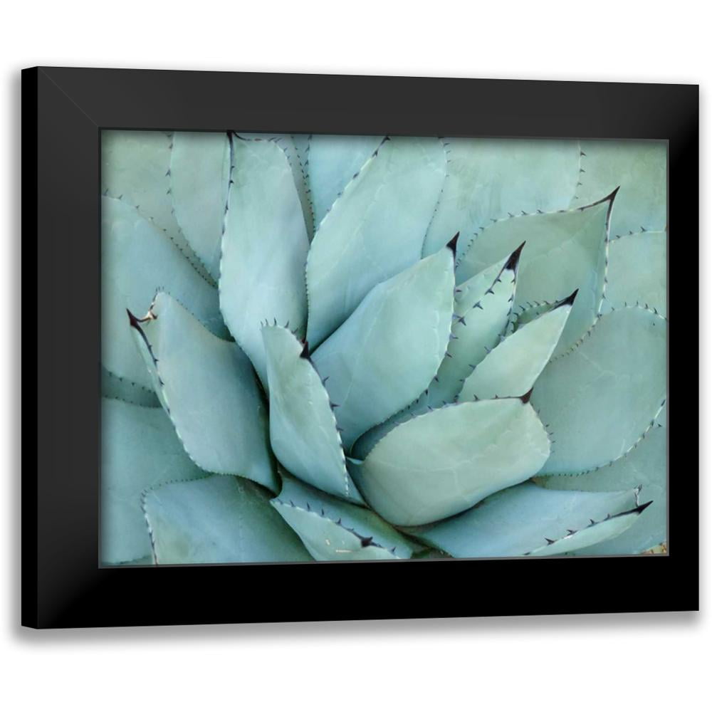 Alison Jerry 24x19 Black Modern Framed Museum Art Print Titled - Agave ...