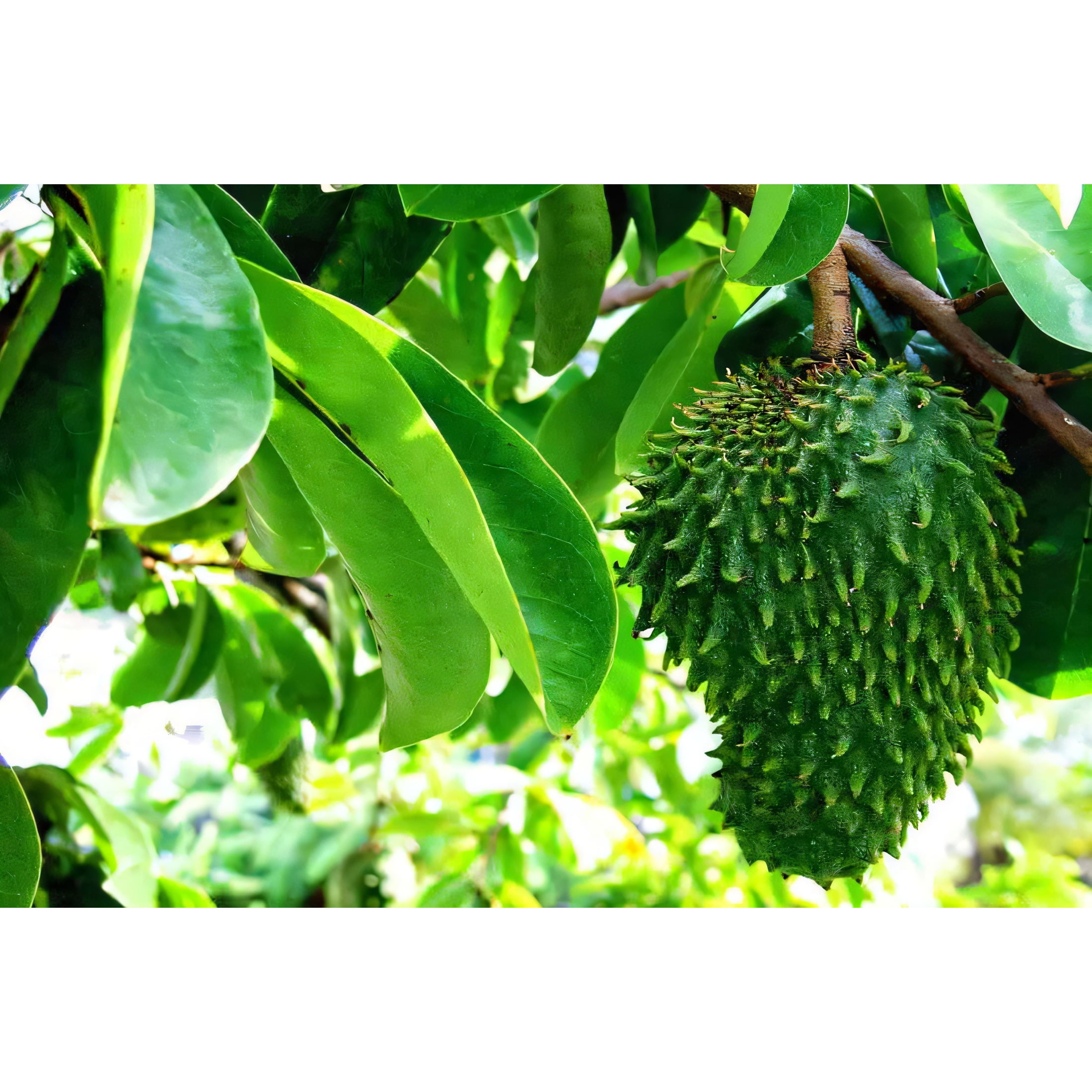 Alkalinehour Sour Sop Leaves - 1 Oz - Walmart.com