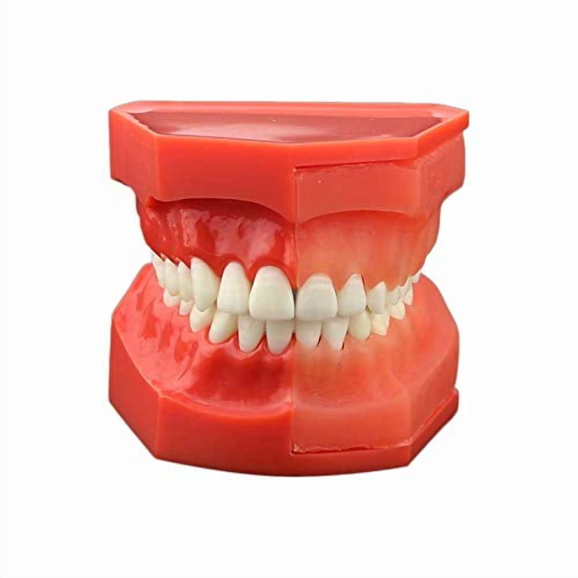 Alkita 1 Pc Teeth Eruption Development Model Teeth Study Model ...