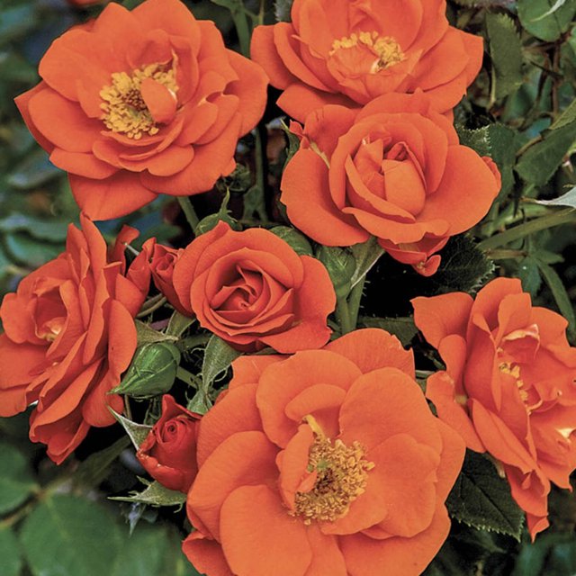 All A'Twitter Miniature Rose Dormant Bare Root Shrub (1-Pack) - Walmart.com