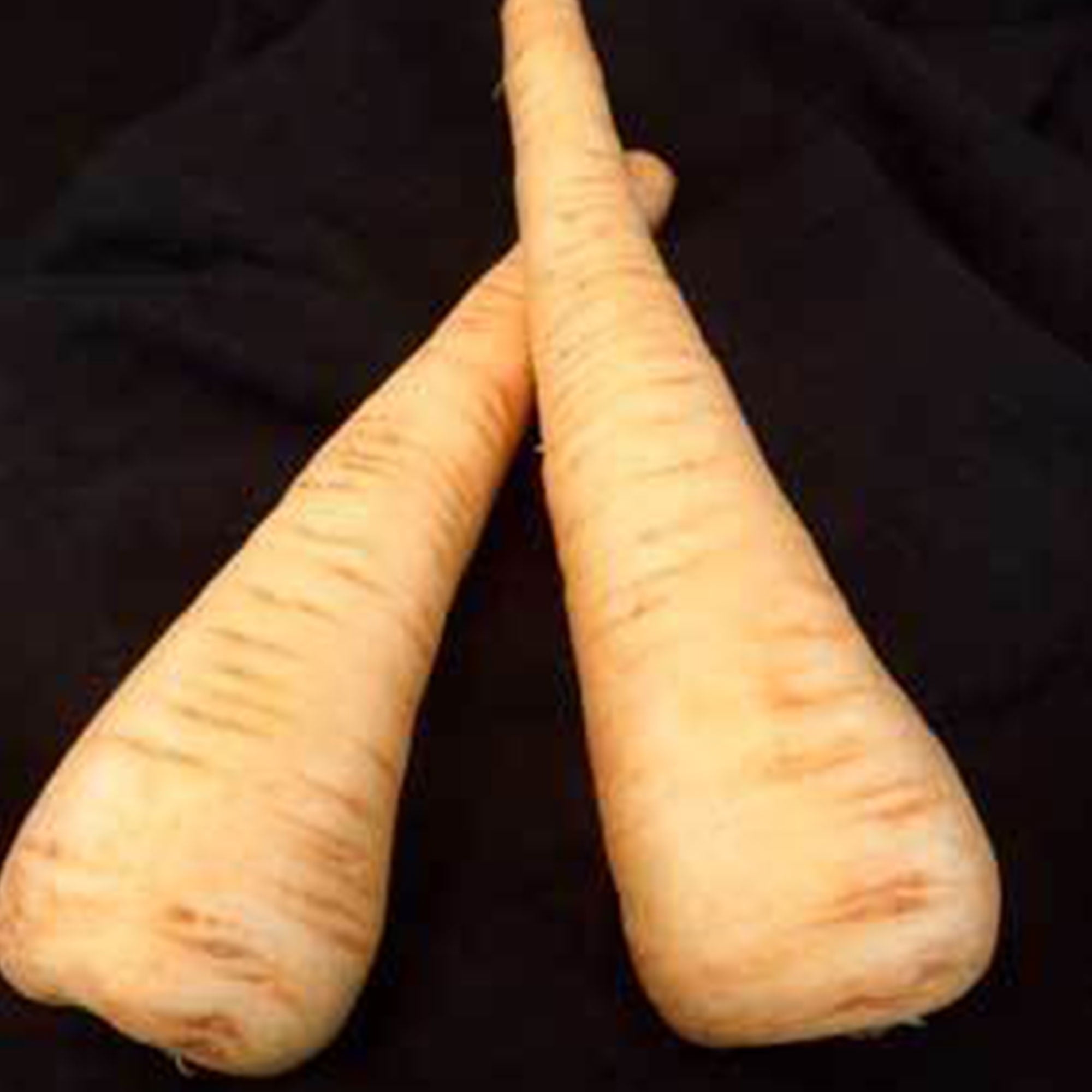 All American Parsnip Seeds - 1 OZ ~5,000 Seeds - Non-GMO, Heirloom ...