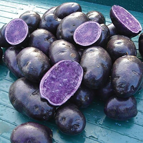 All Blue Potatoes - Great for Eating or for Planting - Easy to Grow (3 ...
