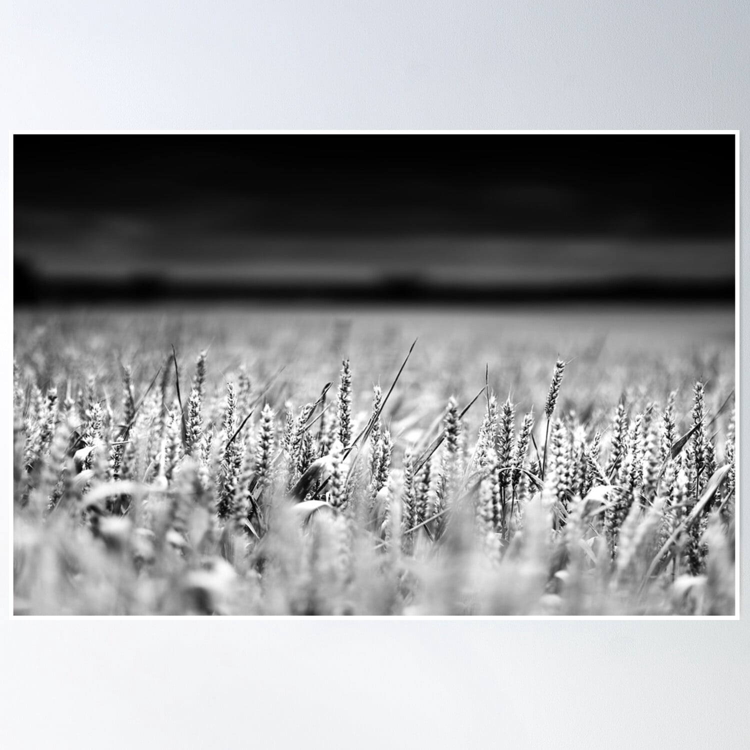 All Ears Bw Poster Wall Art, Modern Wall Decor, 8x12 UNFRAMED - Walmart.com