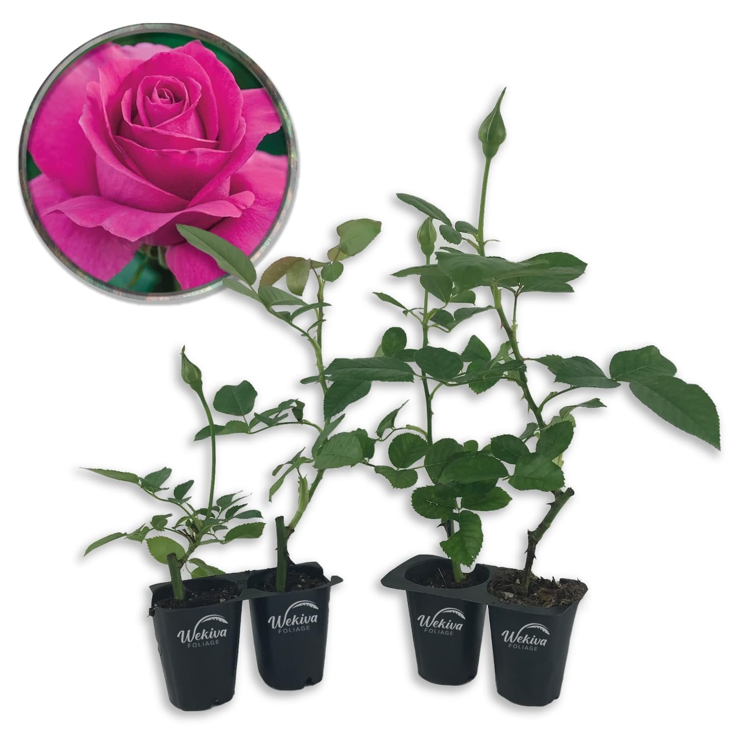 All My Loving Rose Bush - 4 Live Starter Plants in 2 Inch Growers Pots ...