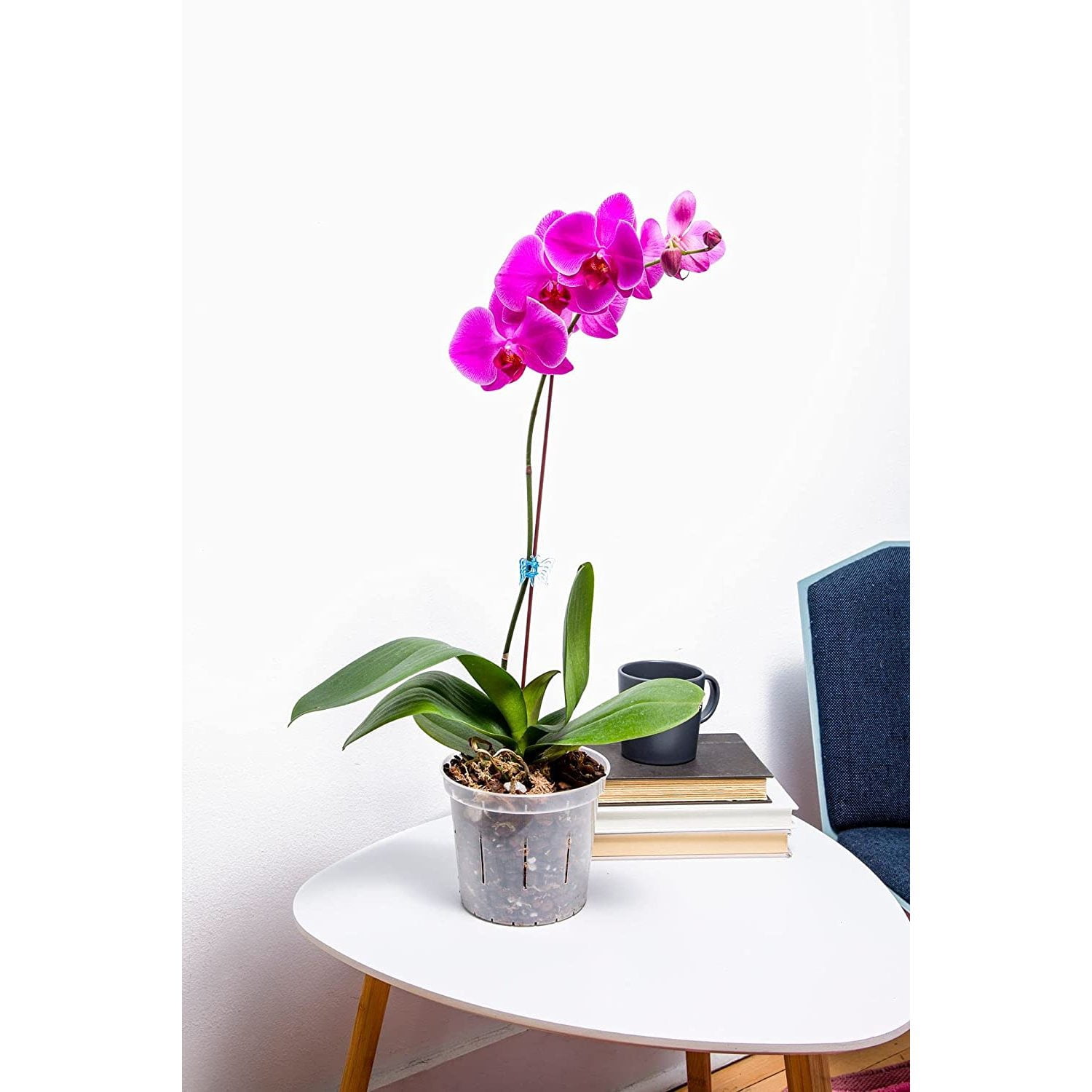 All Purpose Orchid Growing Starter Kit - Includes Instruction Sheet ...