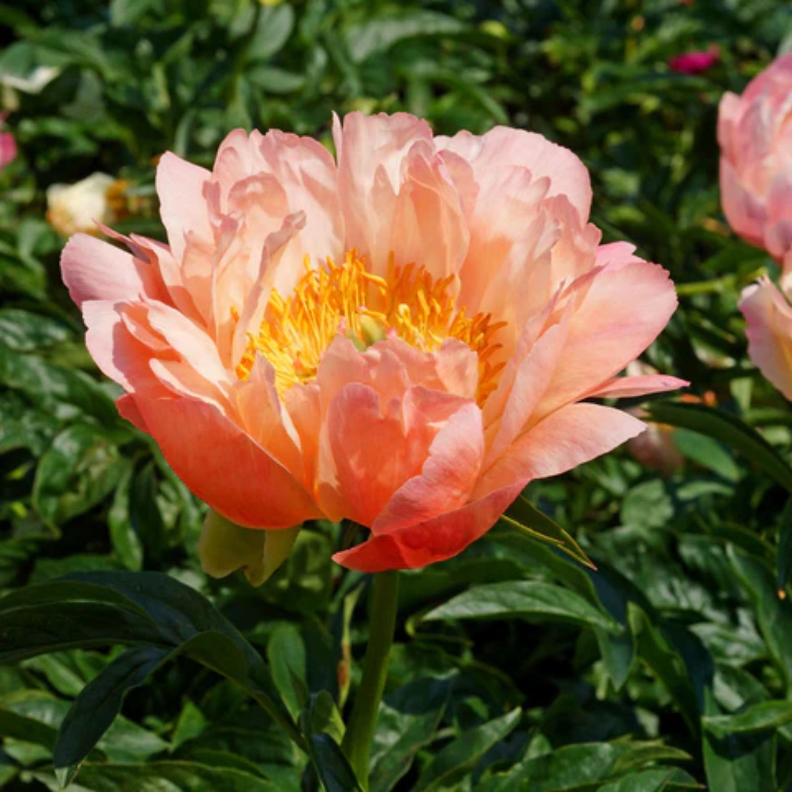 All Season Prony-Beautiful Peony For Sale Now-Peony Perennial-Low ...