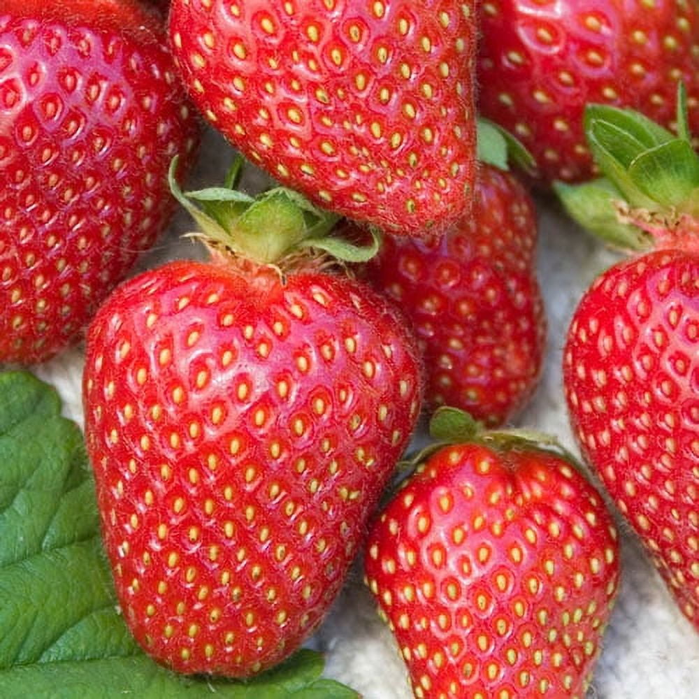 All Star Sweet Ever Bearing Strawberry Plants, 25-Pack Dormant Bare ...