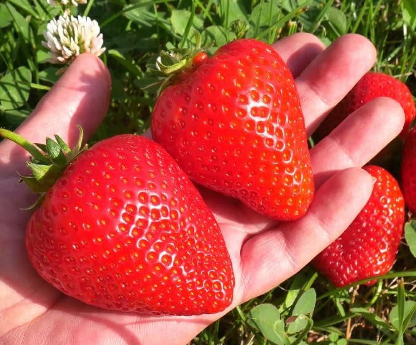 CZ Grain All Star Strawberry Plants, Grow Giant Strawberries, Bare Root ...
