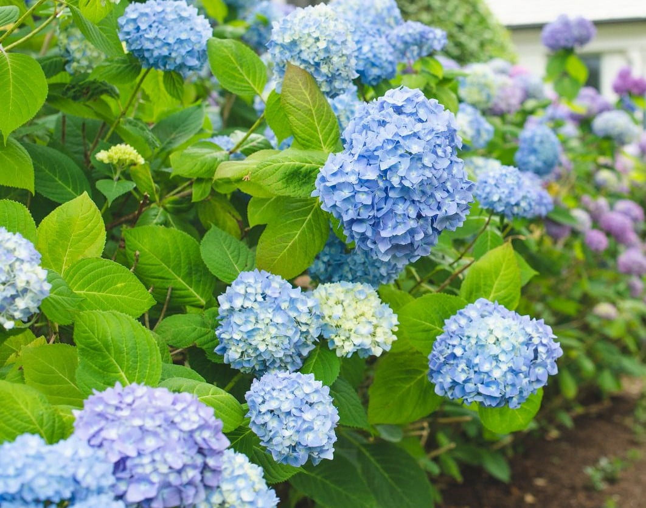 All Summer Beauty Hydrangea - Live Outdoor Flowering Shrub Plant (1 QT ...
