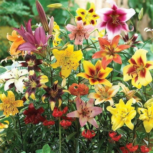 Tiger Lily Plants