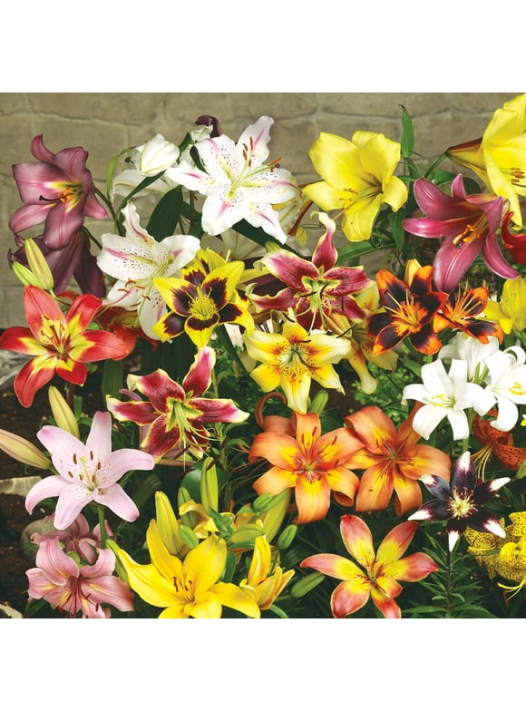 Plant Bulbs in Live Plants - Walmart.com
