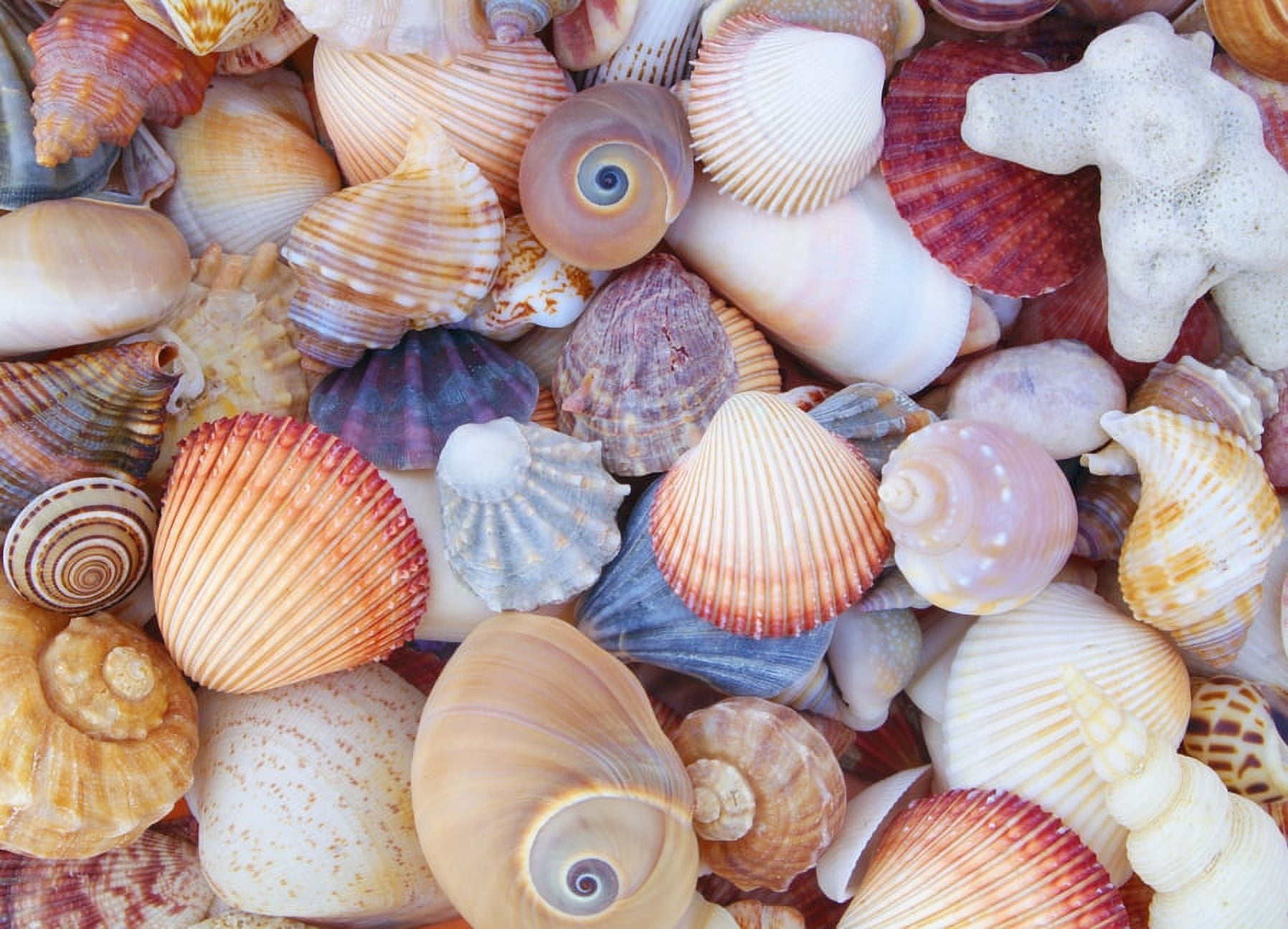 All the Shells 1000-Piece Jigsaw Puzzle (Other) - Walmart.com