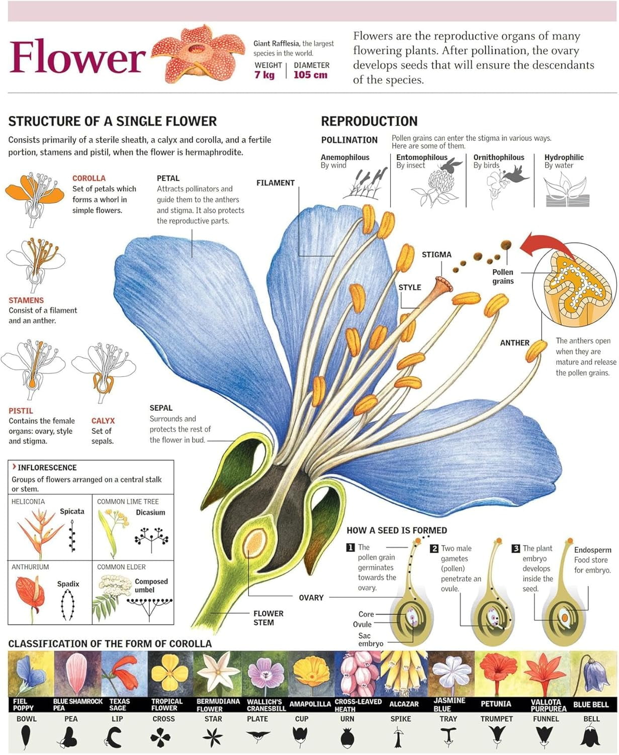 AllPosters Wall Poster Infographic of the Flower Parts and their ...