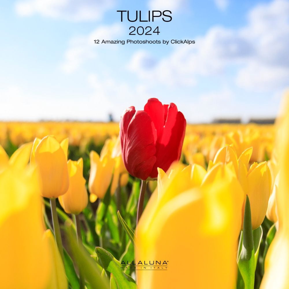 Alla Luna, Tulips 2024 Wall Calendar - Walmart.com