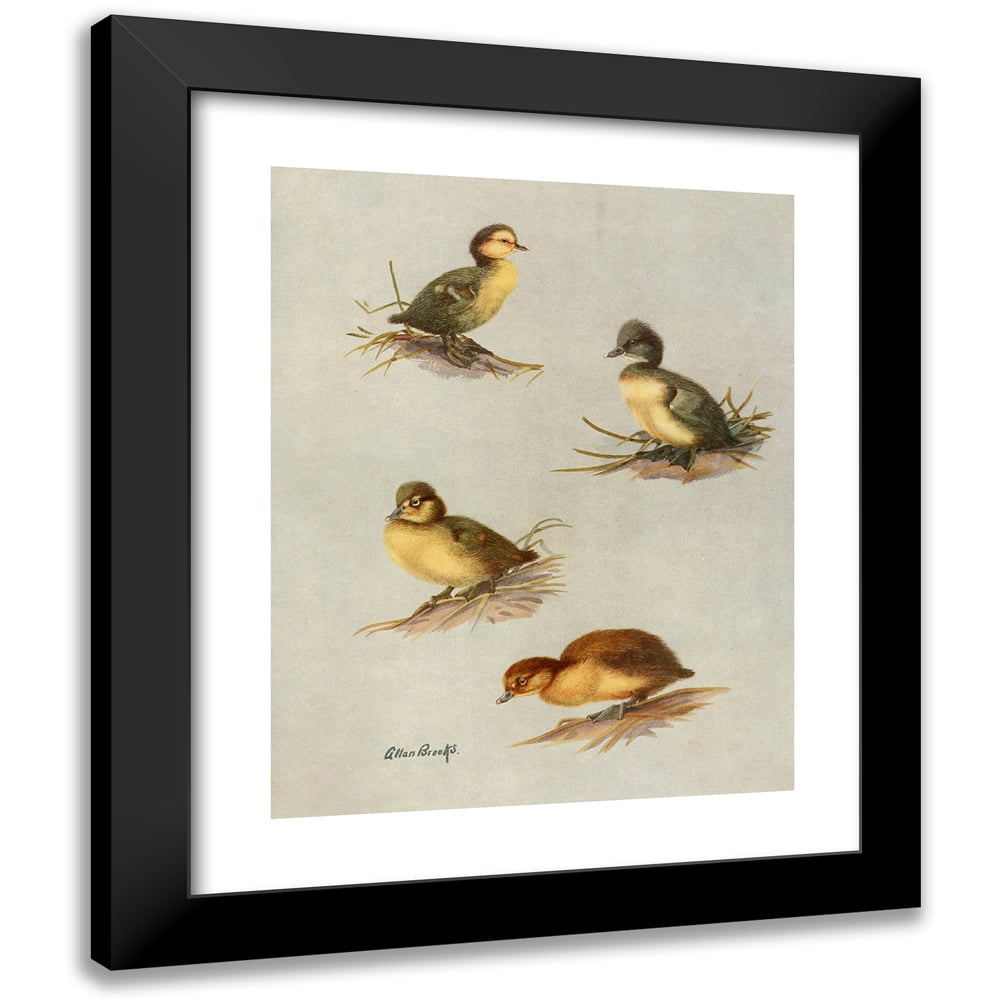 Allan Brooks 12x14 Black Modern Framed Museum Art Print Titled - Downy ...