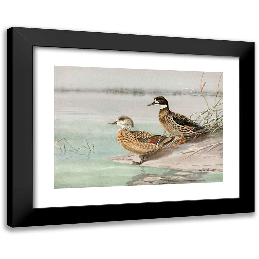 Allan Brooks 18x14 Black Modern Framed Museum Art Print Titled ...