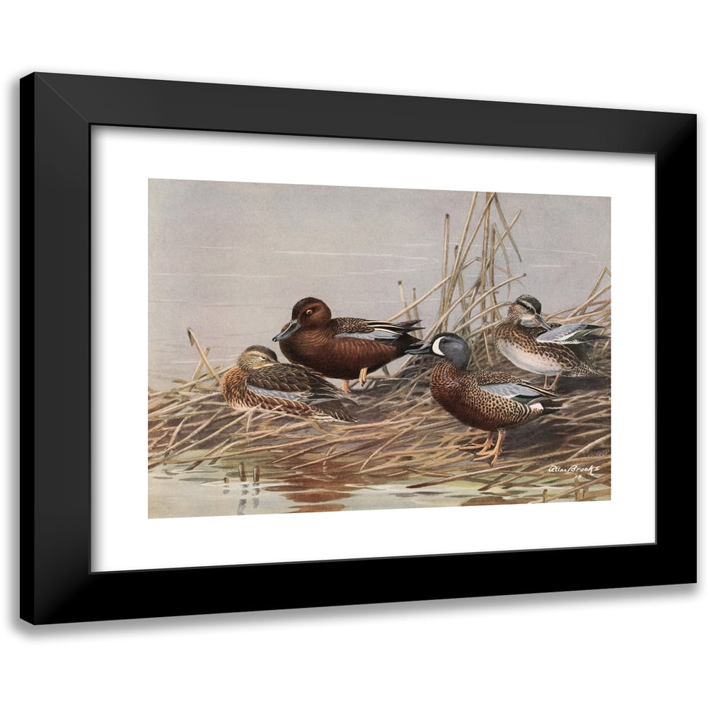 Allan Brooks 24x19 Black Modern Framed Museum Art Print Titled ...