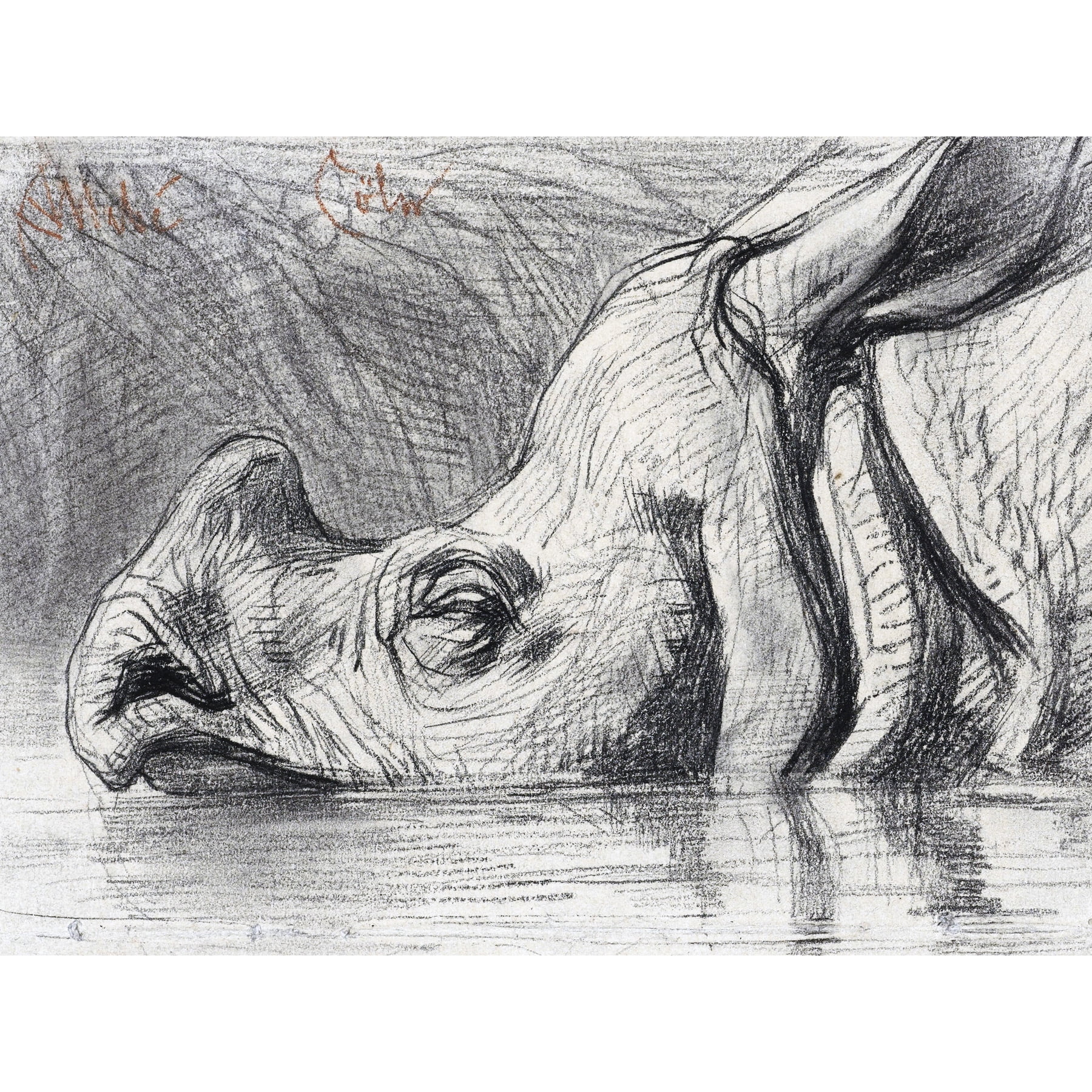 Allebe Rhinoceros Head Partially Submerged Drawing Extra Large XL Wall ...