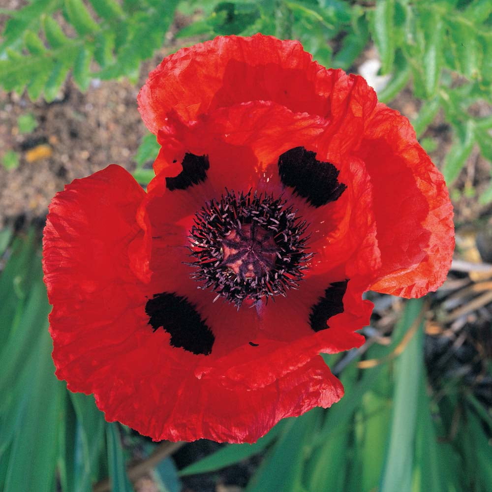 Allegro Oriental Poppy - Papaver - Quart Pot - Walmart.com