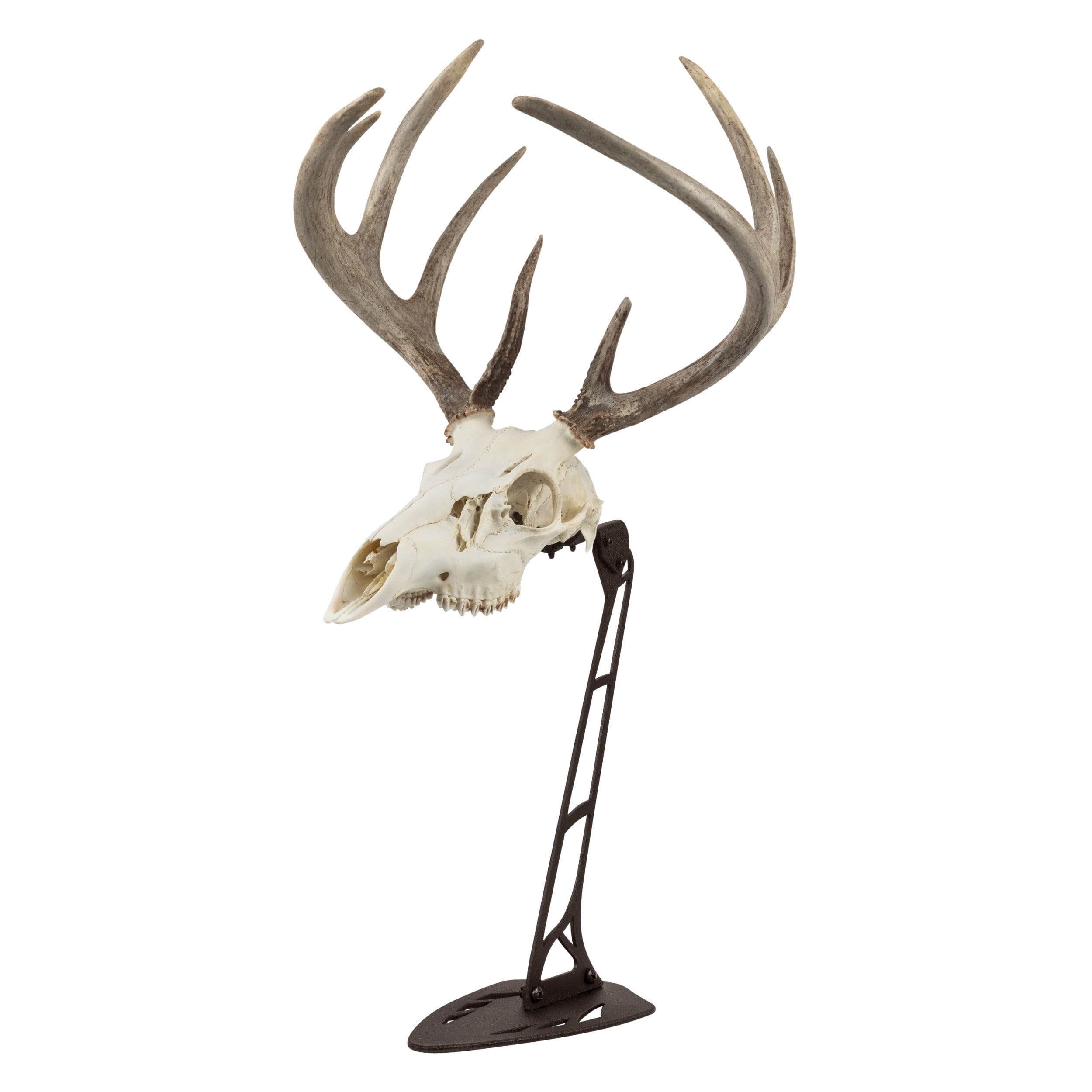 Allen Company Ez Mount Centerpiece Skull Stand, Brown - Walmart.com