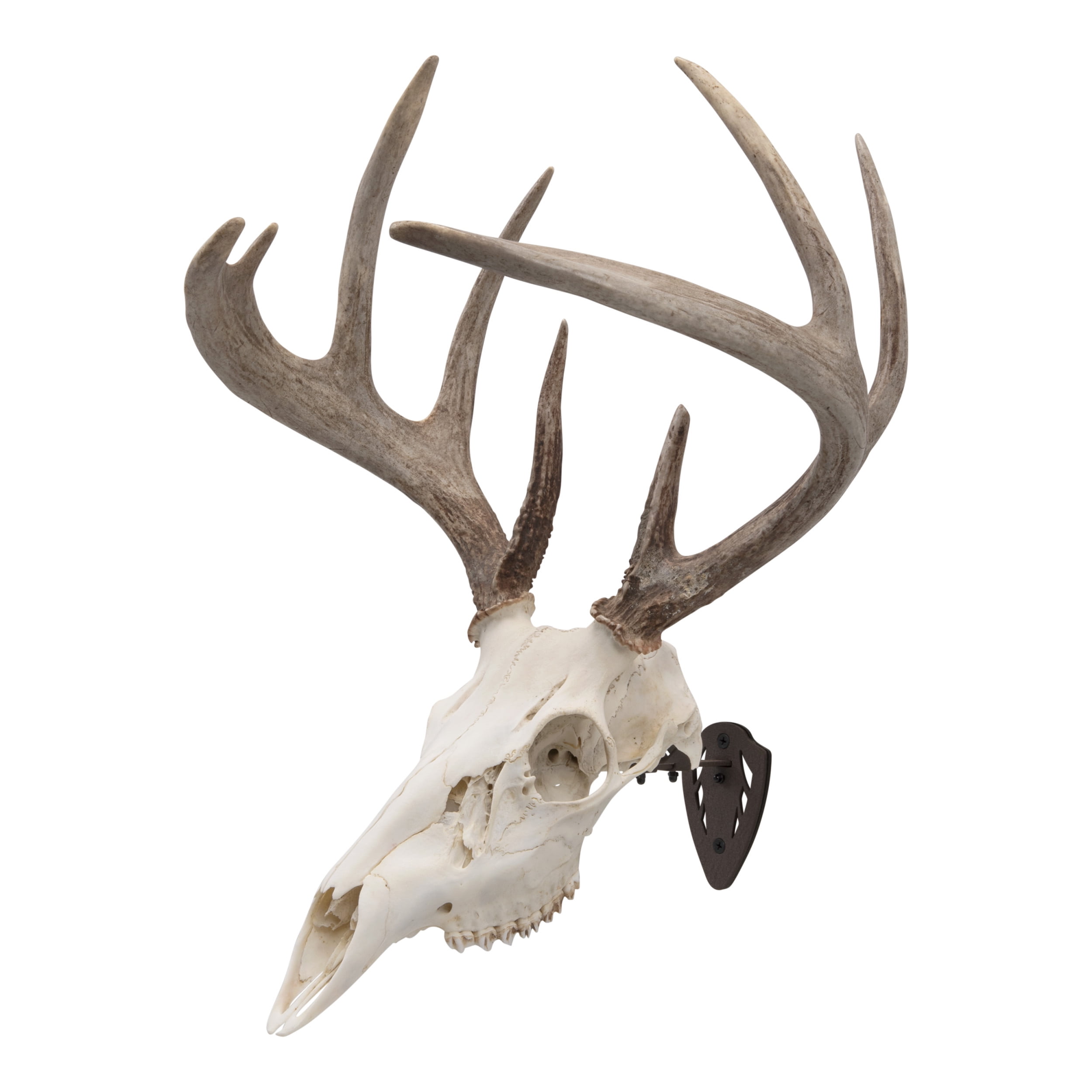 Allen Company Ez Mount Skull Hanger, Fixed, Matte Brown, Steel ...