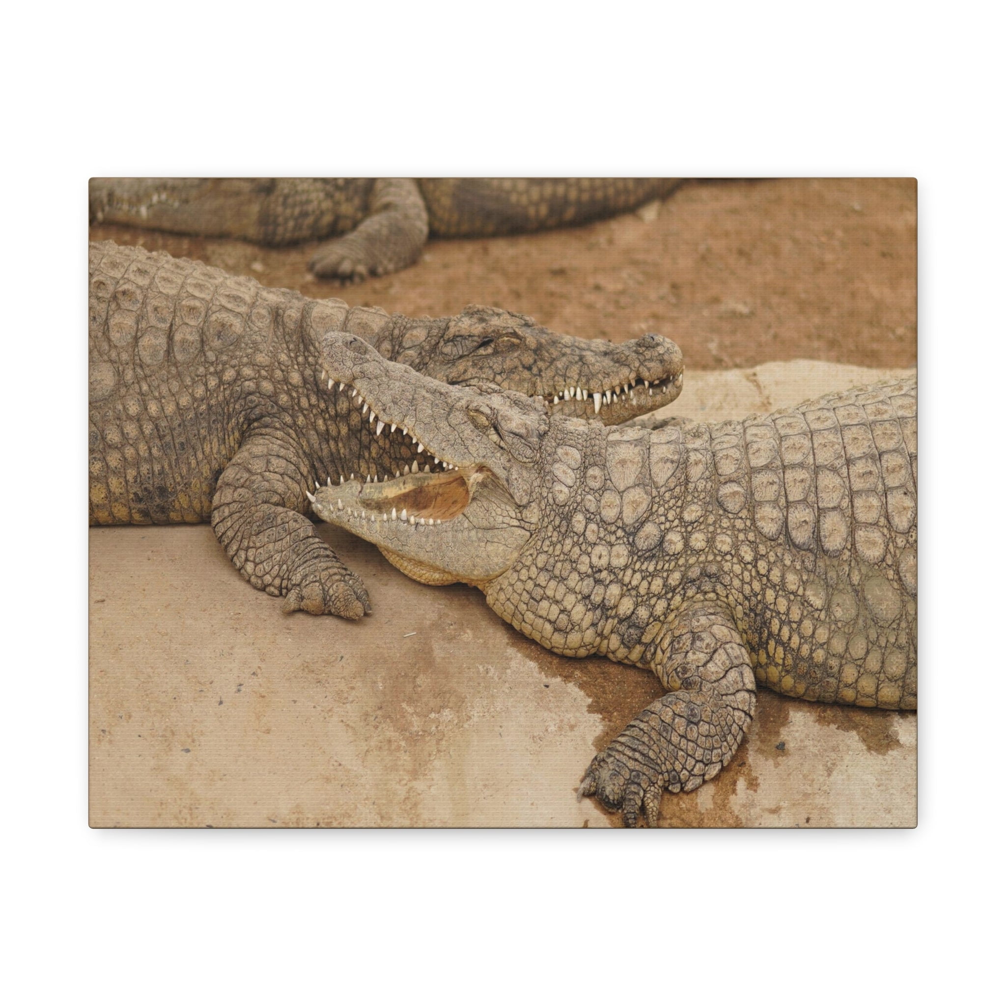 Alligator Couple Canvas Gallery Wraps Unframed - Walmart.com