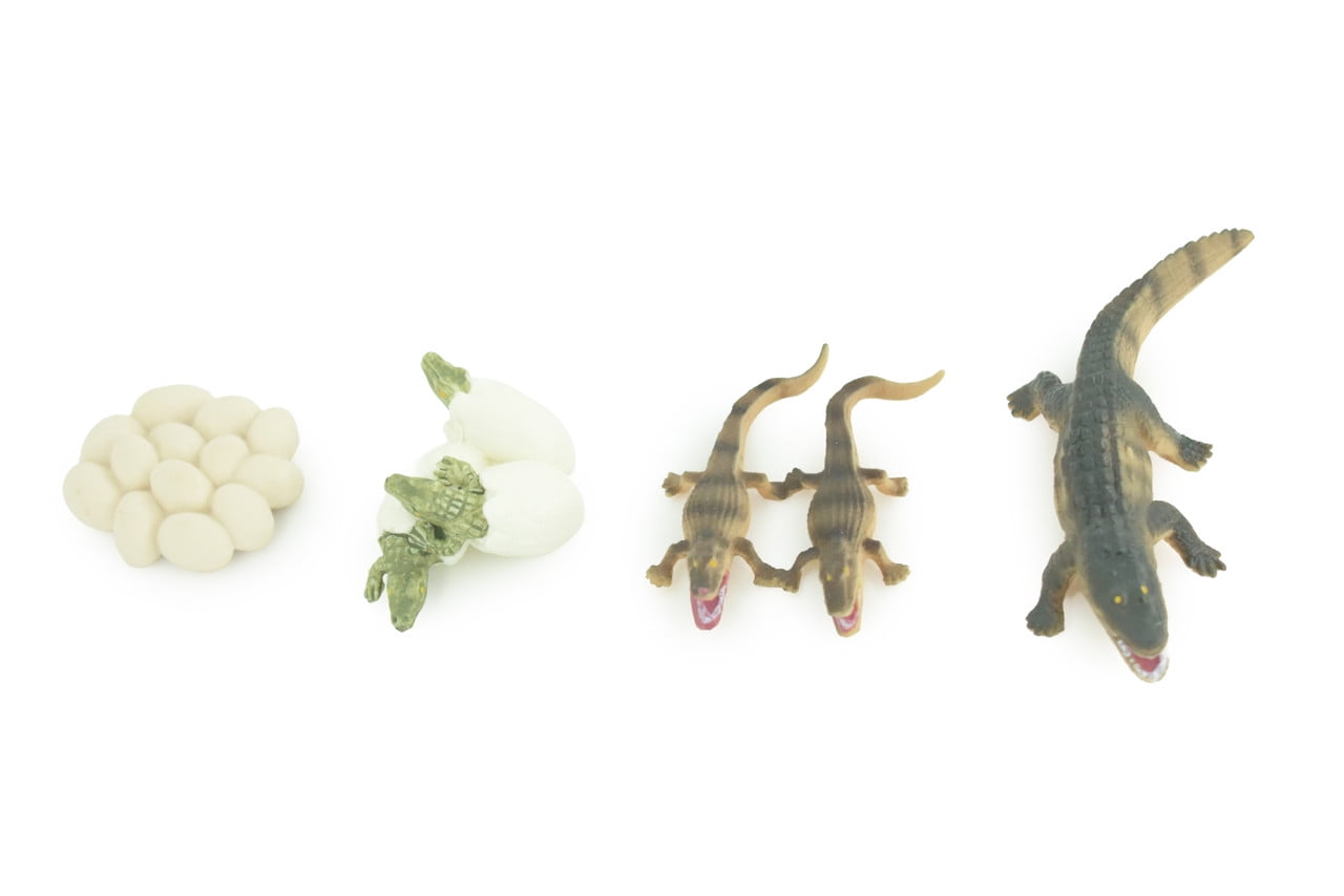 Alligator Life Cycle, 4 Piece Set, Hand Painted, Educational, High ...