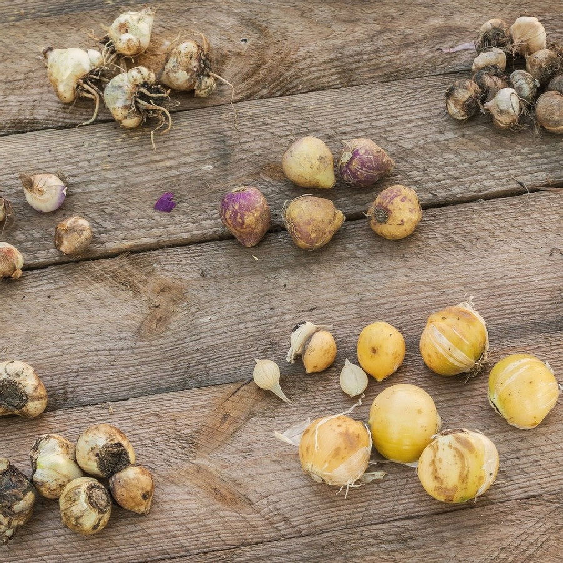 Allium Bulbs - Small Flowering Mix - 90 Bulbs - Mixed Flower Bulbs ...