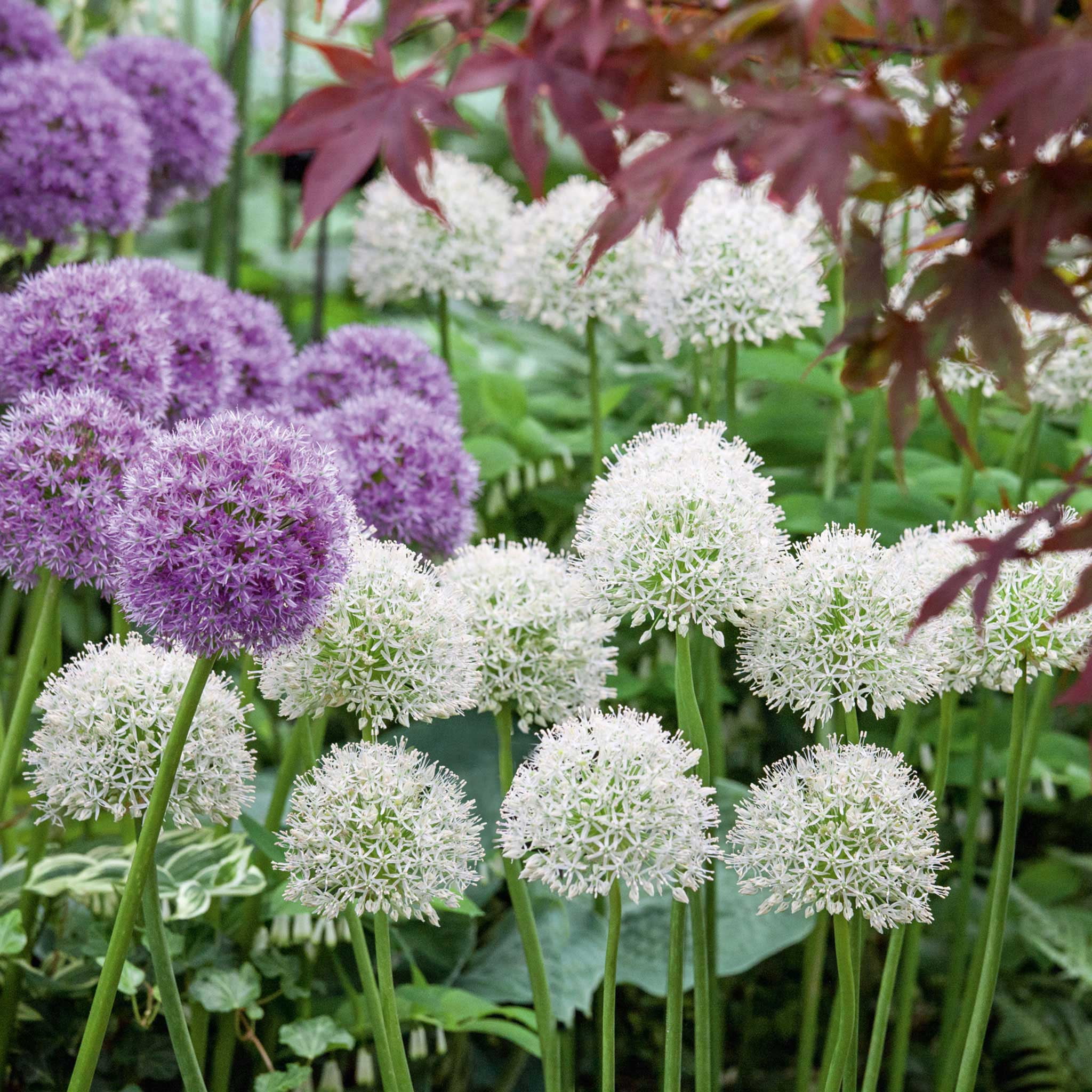 Allium Bulbs (Tall) - Mount Everest - 9 Bulbs - White Flower Bulbs ...