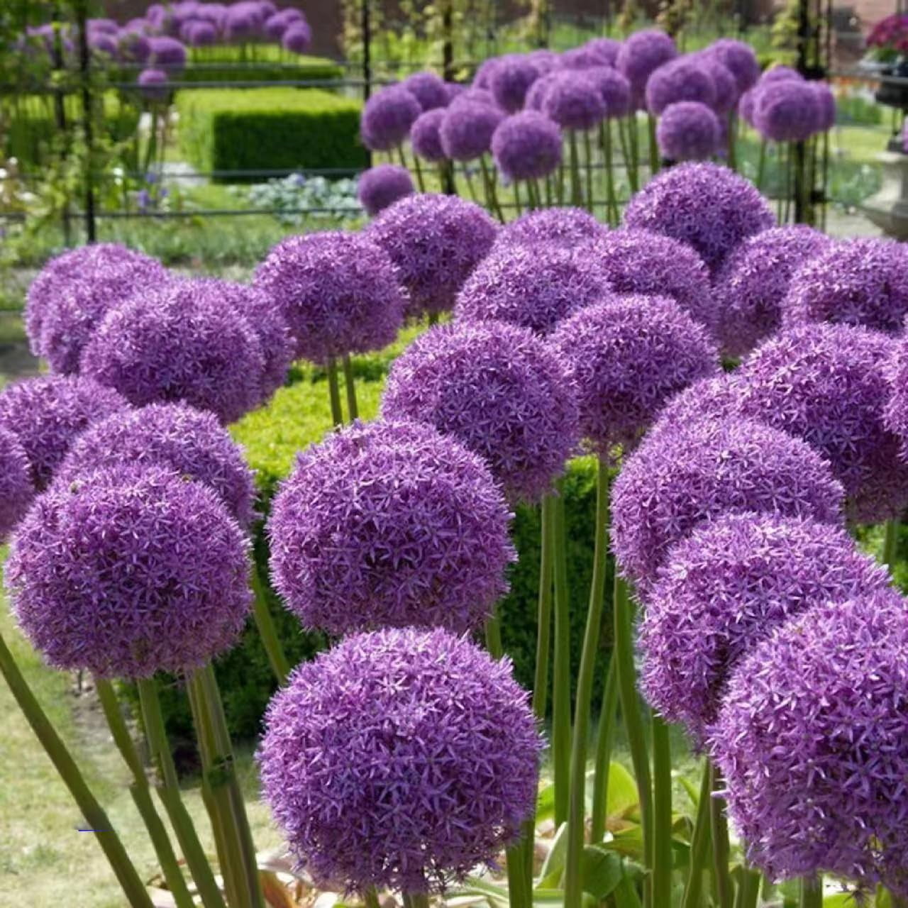 Allium Giganteum FlowerUMRT Seeds, Allium Seeds, Pack of 150 Flower ...