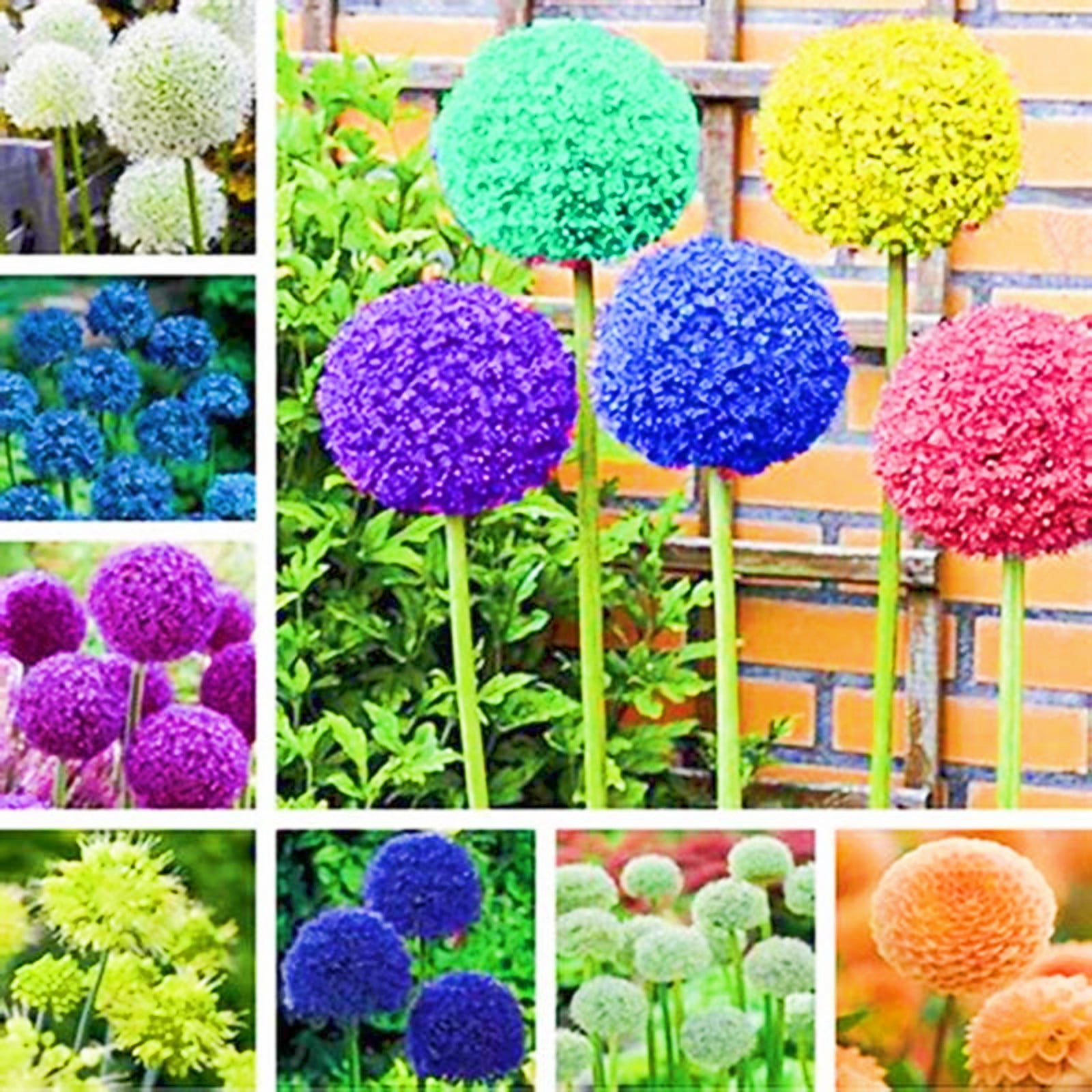 Allium,Indoors or Outdoor Planting,Gardens Gift Ready,Holiday ...