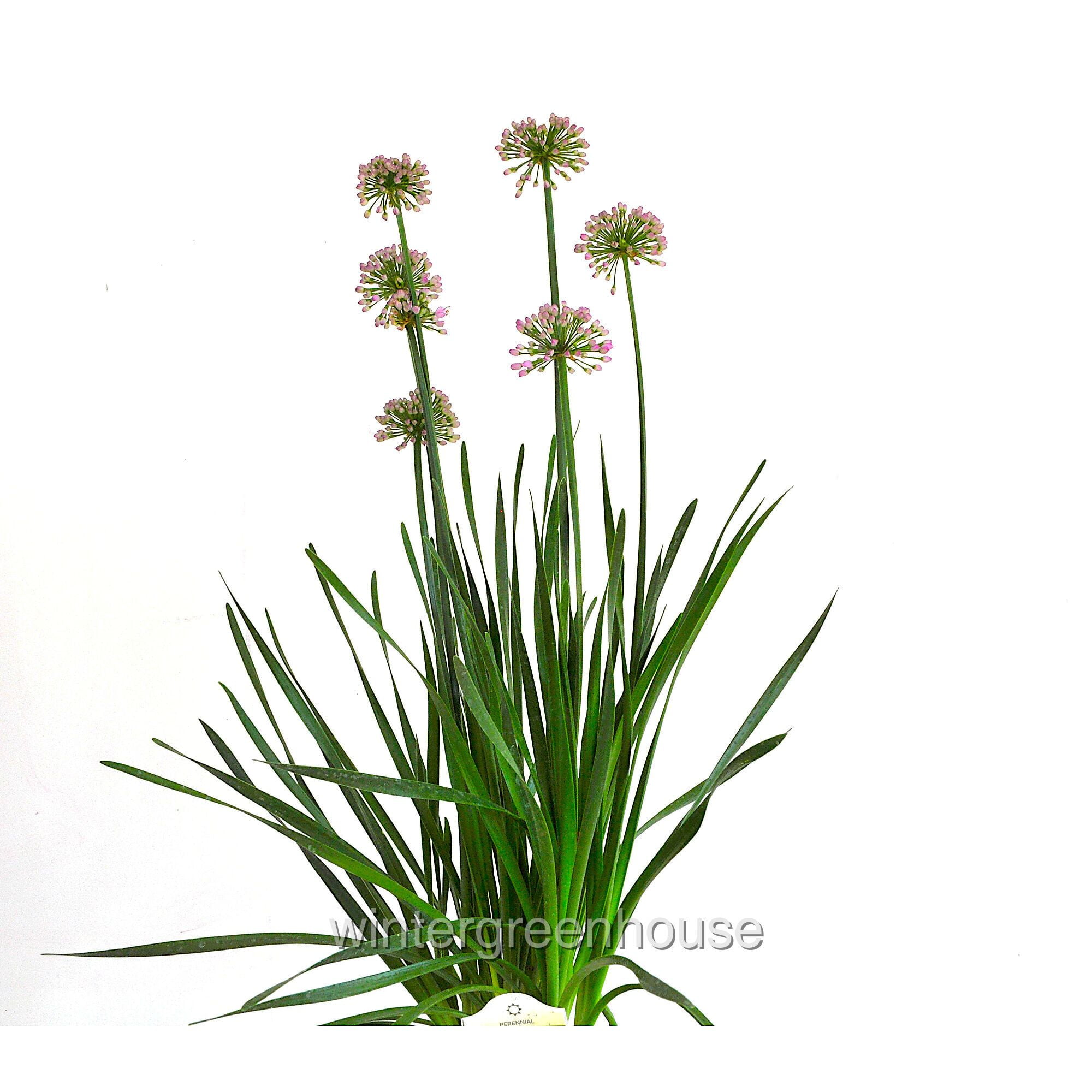 Allium Millenium Ornamental Onion - 4" Pot Size, Live Perennial ...