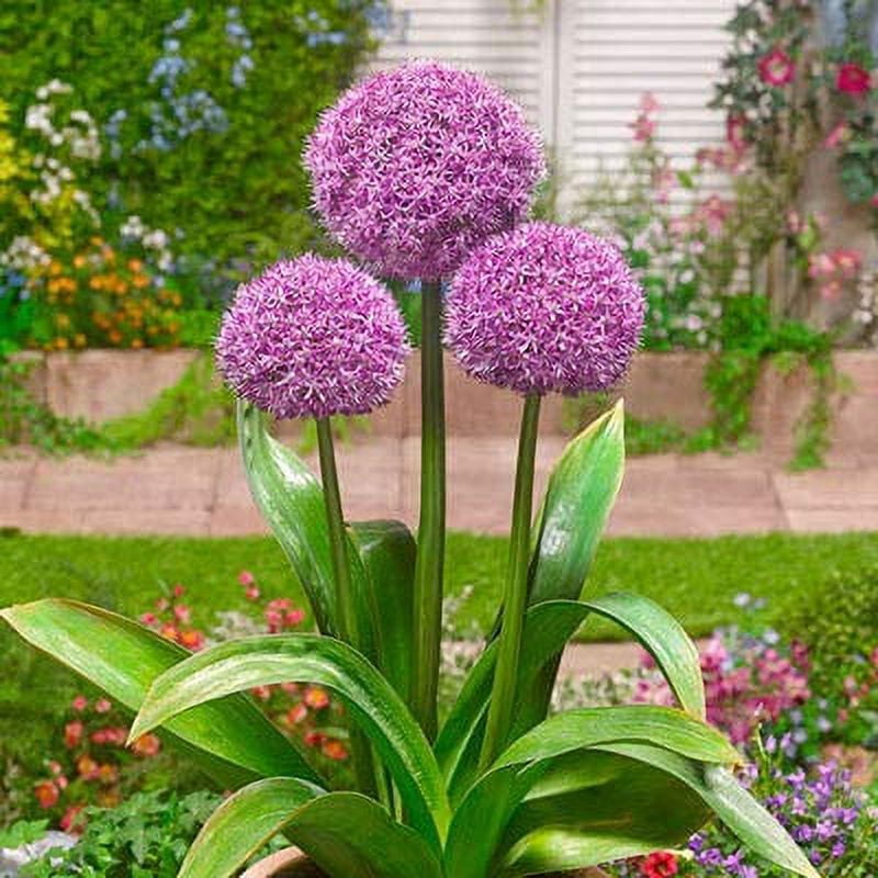 Allium Party Balloons - 3 Pack of Bulbs to Plant - Huge Round Flowers ...