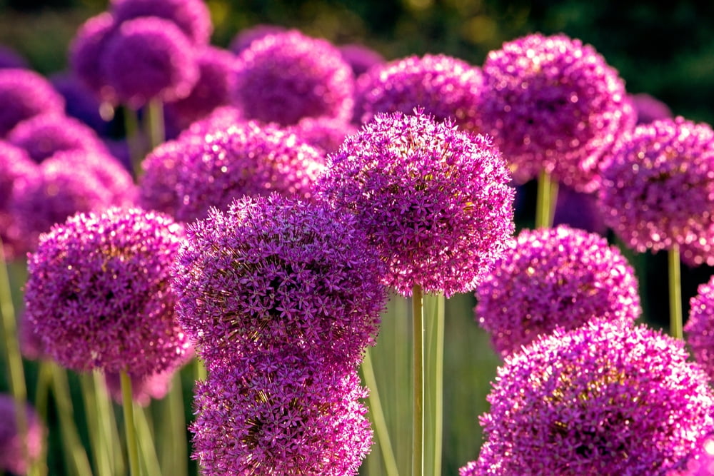 Allium Party Balloons - 6 Pack of Large, Easy to Grow Bulbs - Vibrant ...