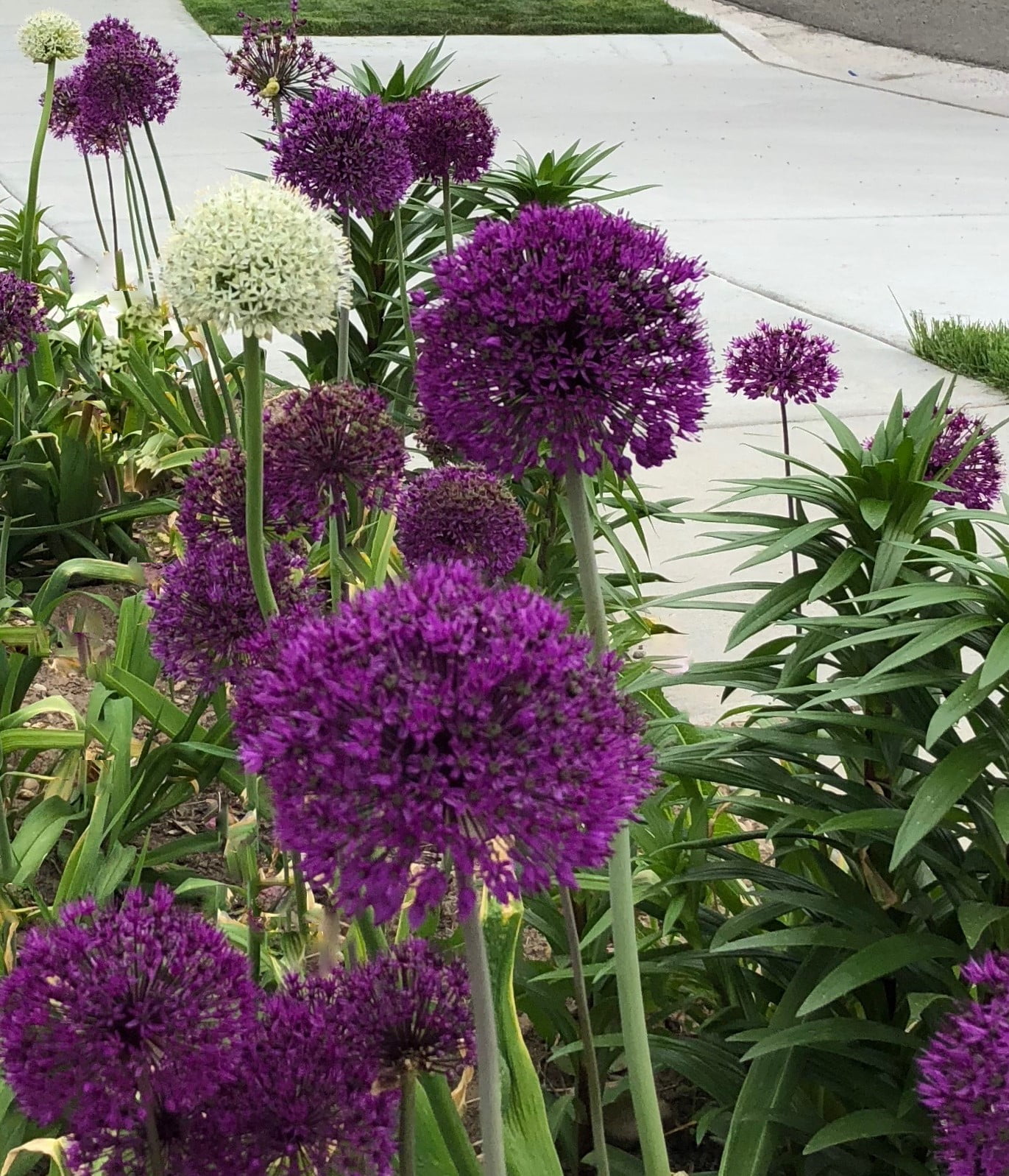 Allium Purple Blend 30 Bulbs - Walmart.com