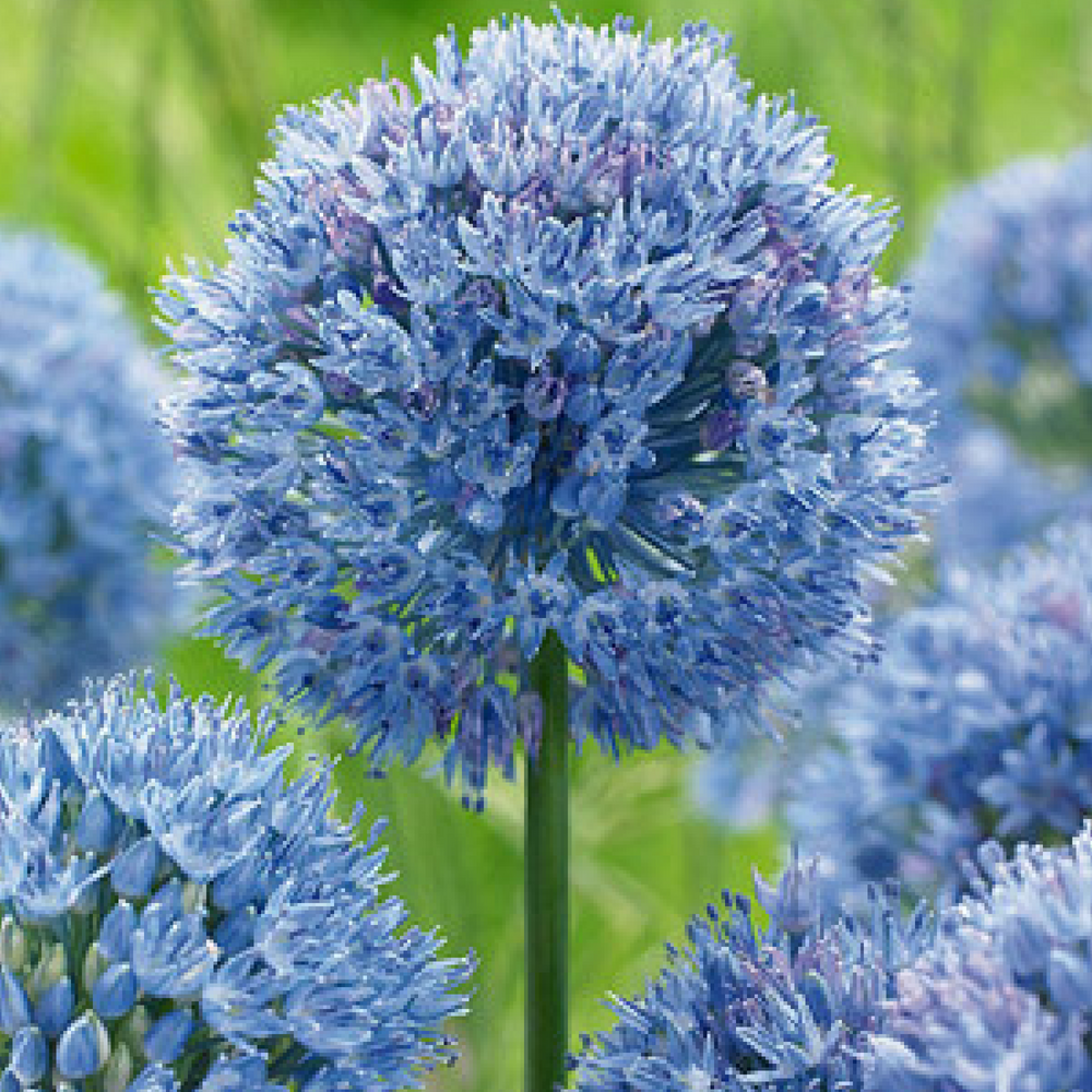 Allium caeruleum Azureum Blue Drumstick - 20 flower bulbs - Walmart.com