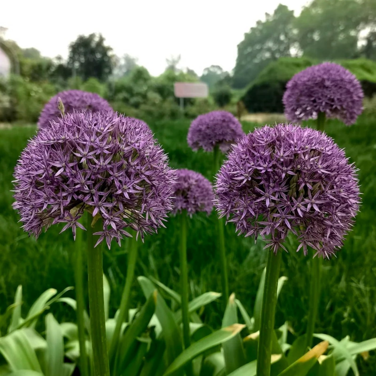 Allium for Sale-Balcony Decoration - Walmart.com