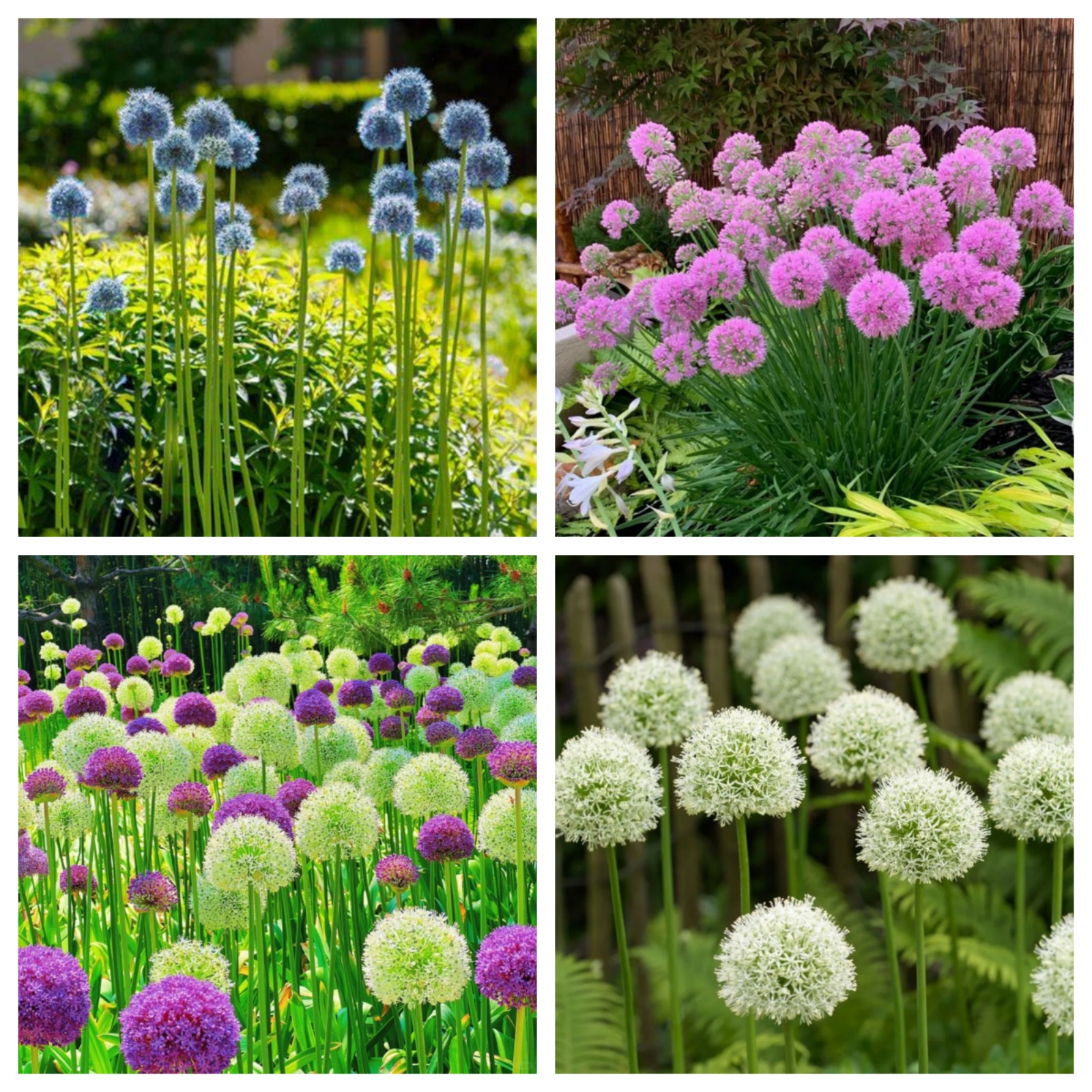Allium for Sale-Garden Decoration - Walmart.com